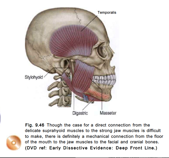 심부전방선 deep front line .. 몸통윗부분 - 해부학 연결선과 부정렬 - 치료적 맞춤운동, 비타미네, 영성 연구소