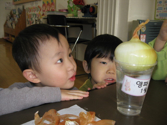 양파 키우기양파싹 기르기양파 수경재배양파싹 틔우기 ┏한결농장 공개┓ 한결어린이집