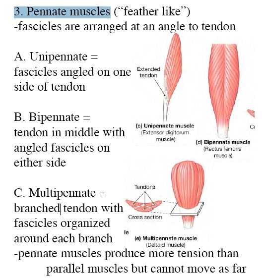 근육의 배열에 따른 분류, 근육 이름짓는 원리 - 근육생리와 역학 - 치료적 맞춤운동, 비타미네, 영성 연구소