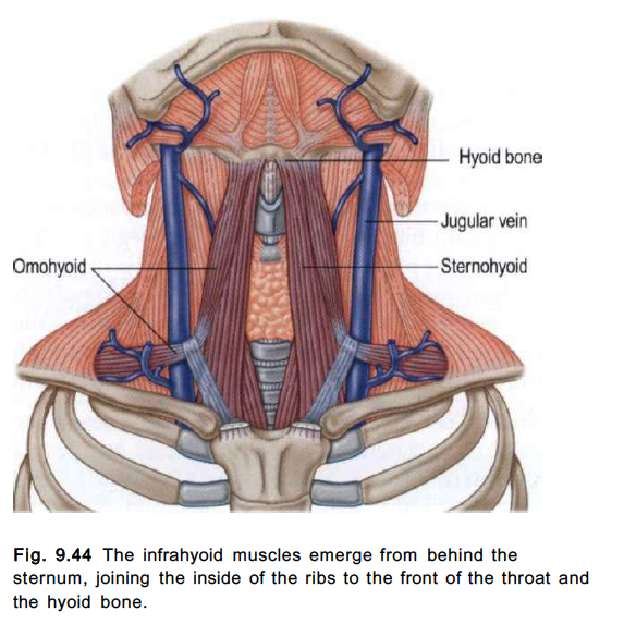 심부전방선 deep front line .. 몸통윗부분 - 해부학 연결선과 부정렬 - 치료적 맞춤운동, 비타미네, 영성 연구소