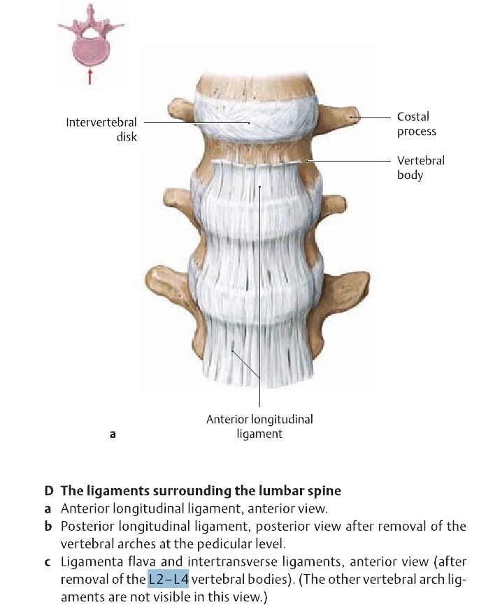 요추, 흉요추 인대의 인대, 구조 등의 해부학 - lumbar-pelvis-hip - 치료적 맞춤운동, 비타미네, 영성 연구소