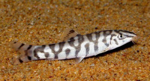 파키스탄 로치 (Pakistani Loach, Yoyo Loach) - 사랑방 열대어 가이드 - 강물처럼..구름처럼..물생활 사랑방