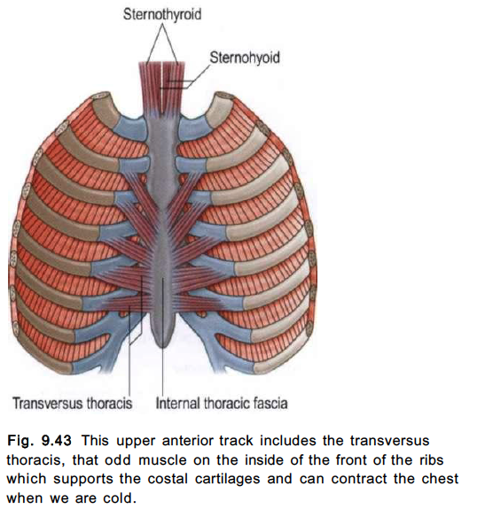 심부전방선 deep front line .. 몸통윗부분 - 해부학 연결선과 부정렬 - 치료적 맞춤운동, 비타미네, 영성 연구소