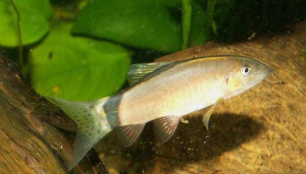 스컹크 보티아 (Skunk botia) - 사랑방 열대어 가이드 - 강물처럼..구름처럼..물생활 사랑방