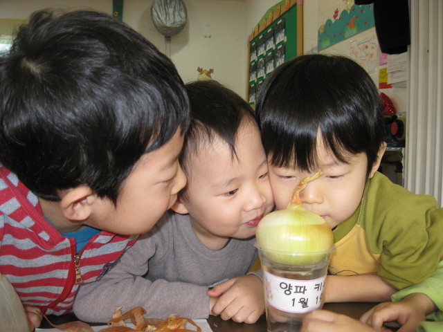 양파 키우기양파싹 기르기양파 수경재배양파싹 틔우기 ┏한결농장 공개┓ 한결어린이집