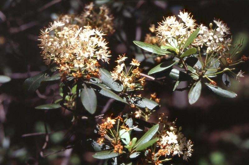 꼬리진달래/진달래과 - 식물***도감 - 약용식물관리사