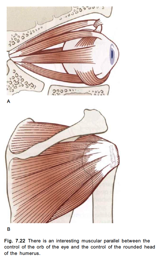 심부후방상지선 deep back arm line - 해부학 연결선과 부정렬 - 치료적 맞춤운동, 비타미네, 영성 연구소