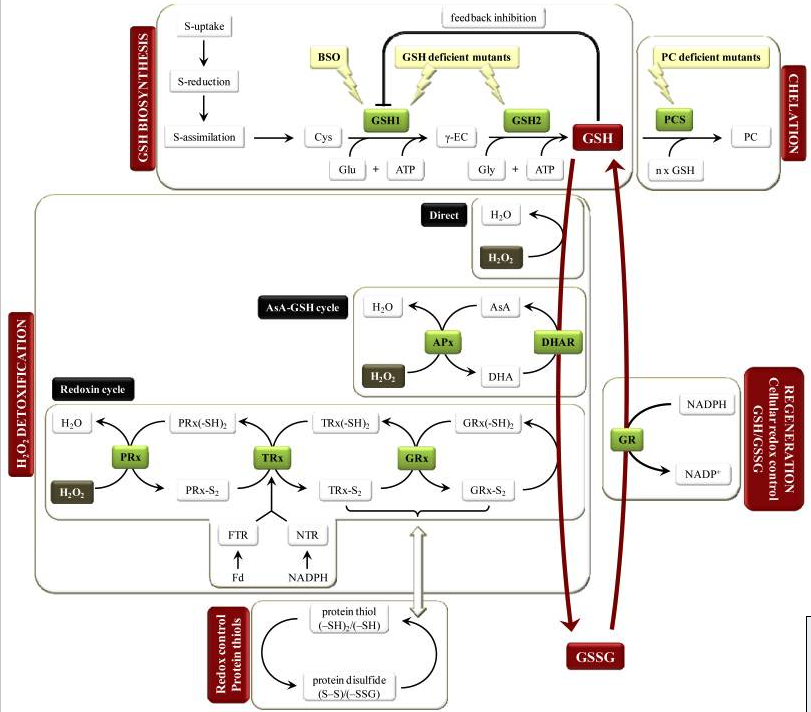 활성산소 Free radical의 개념 - superoxide, H2O2, Hydroxyl radical, lipid ...