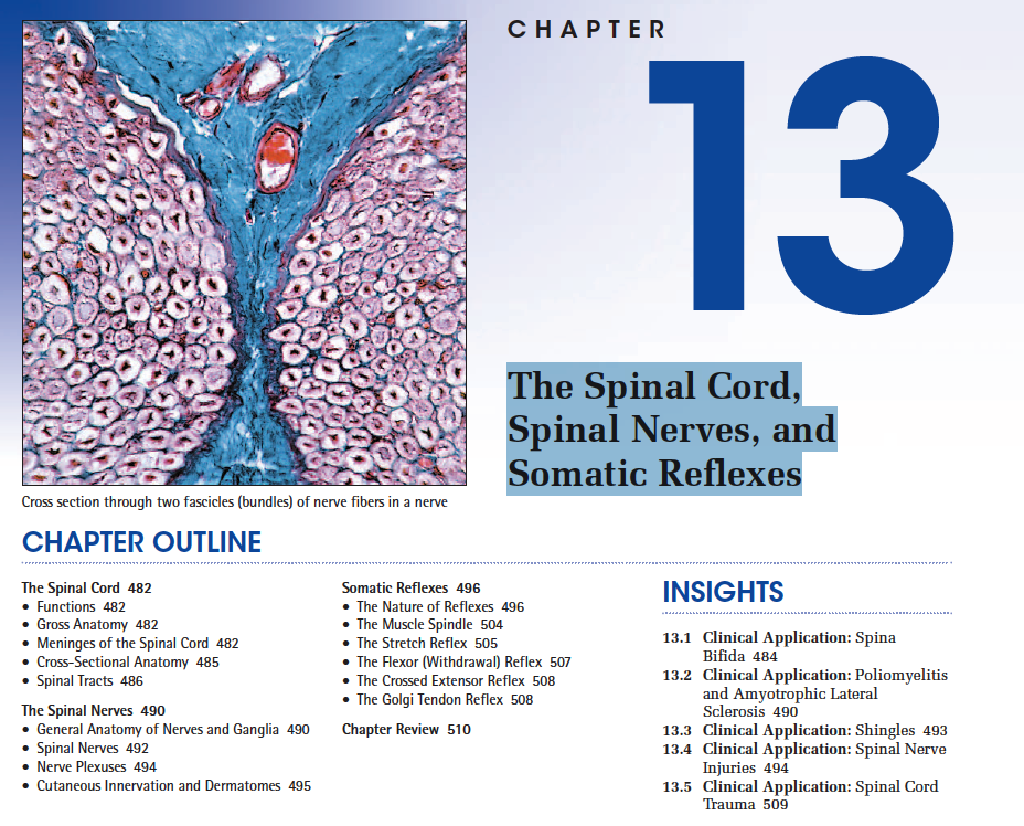 The Spinal Cord, Spinal Nerves, and Somatic Reflexes - 교과서... - nerve ...