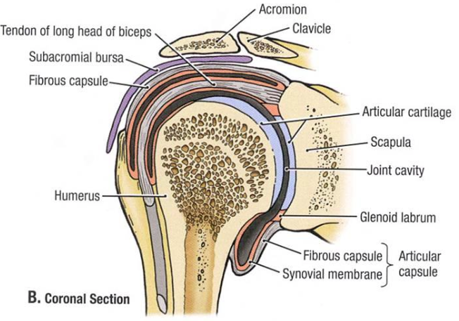 활액 관절의 open pack and closed pack position 그리고 관절가동의 기본 원리 - 해부학, 생체역학 ...