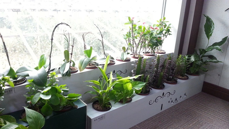 홍채각(오채각)＞＞선인장처럼 생긴 다육이과 식물 홍채각(오채각)키우기(창틀화분,사무실 파티션화분,책상화분) - 식물자료방 - 창 ...