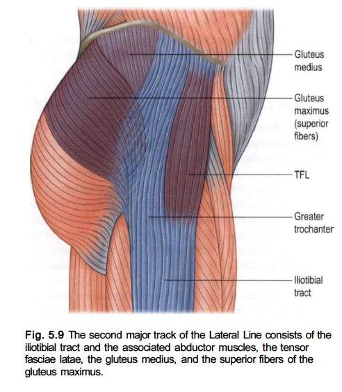 기능선(functional line) - 전방기능선과 후방기능선 - 해부학 연결선과 부정렬 - 치료적 맞춤운동, 비타미네, 영성 연구소
