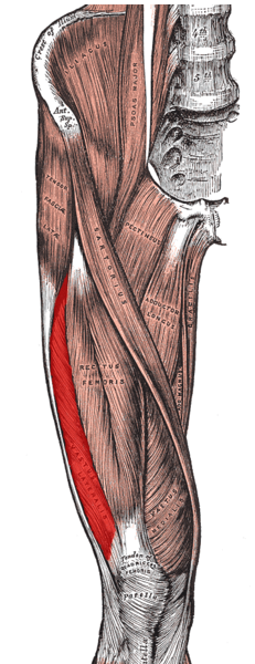 기능선(functional line) - 전방기능선과 후방기능선 - 해부학 연결선과 부정렬 - 치료적 맞춤운동, 비타미네, 영성 연구소