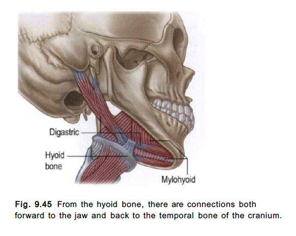 심부전방선 deep front line .. 몸통윗부분 - 해부학 연결선과 부정렬 - 치료적 맞춤운동, 비타미네, 영성 연구소