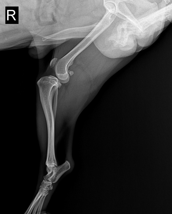 TPLO /cTWO /CBLO/Anti-rotation 전십자인대 파열/단열수술 - ─… [병원소개] - 청주 안과 골절 정성환 ...