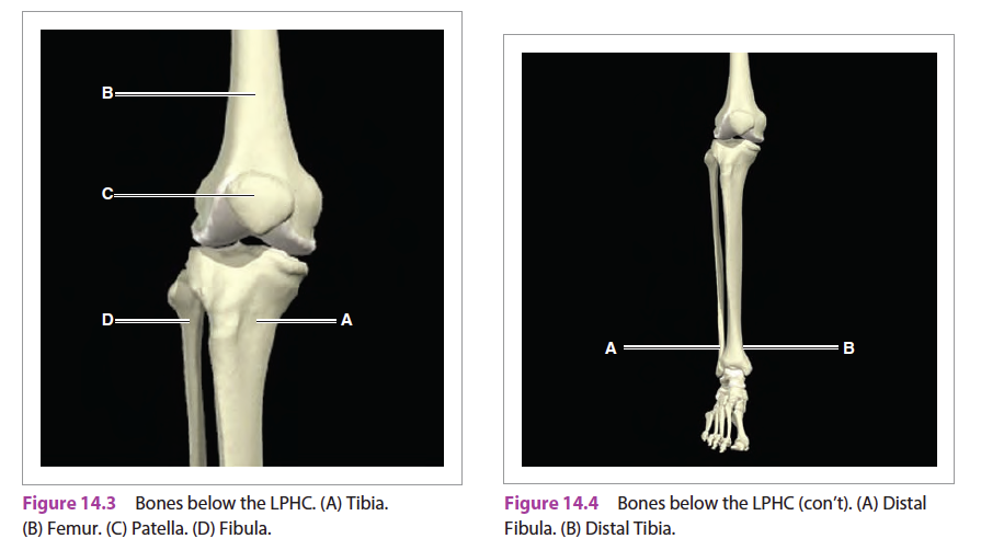 lumbar-pelvis-hip compex overhead squat, one leg squat 검사결과와 치료법 - 정리중 ...
