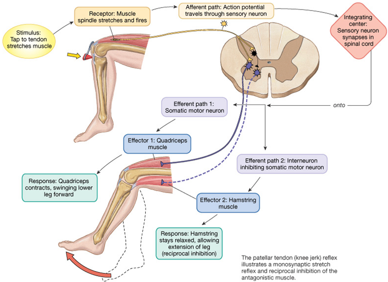 응용 근신경학의 과학적 원리 Scientific principles of applied kinesiology - 신경생리학 ...