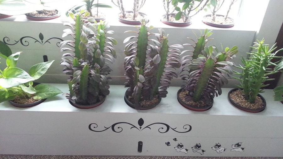 홍채각(오채각)＞＞선인장처럼 생긴 다육이과 식물 홍채각(오채각)키우기(창틀화분,사무실 파티션화분,책상화분) - 식물자료방 - 창 ...