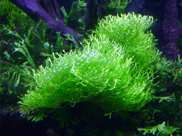 리시아 (Riccia fluitans)(Crystalwort) - 사랑방 수초 가이드 - 강물처럼..구름처럼..물생활 사랑방