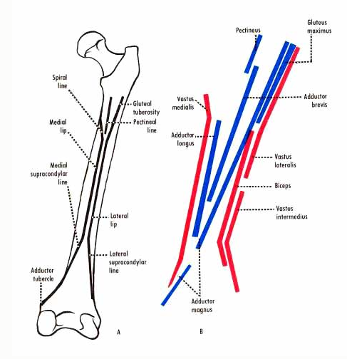기능선(functional line) - 전방기능선과 후방기능선 - 해부학 연결선과 부정렬 - 치료적 맞춤운동, 비타미네, 영성 연구소