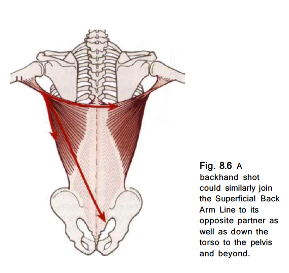 기능선(functional line) - 전방기능선과 후방기능선 - 해부학 연결선과 부정렬 - 치료적 맞춤운동, 비타미네, 영성 연구소