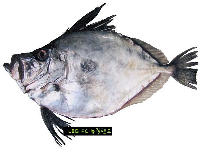 Johndory (Zeidae 달고기科) - NZ - 어류도감 - 磯 LBG FC 뉴질랜드