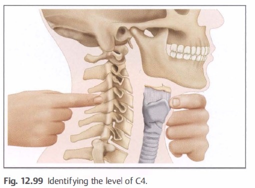 경추 전면부 촉진(hyoid bone, thyroid cartilage, thyroid gland와 경추 level의 관계 ...