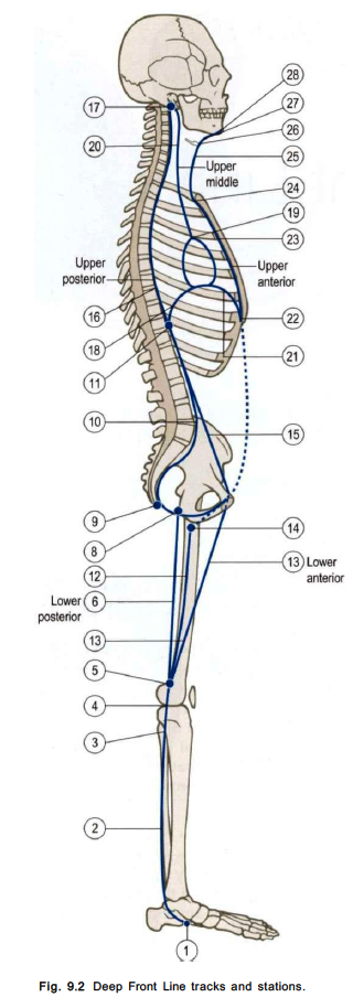 심부전방선 deep front line .. 하지부분 ... 더 정리해야 ... - 해부학 연결선과 부정렬 - 치료적 맞춤운동 ...