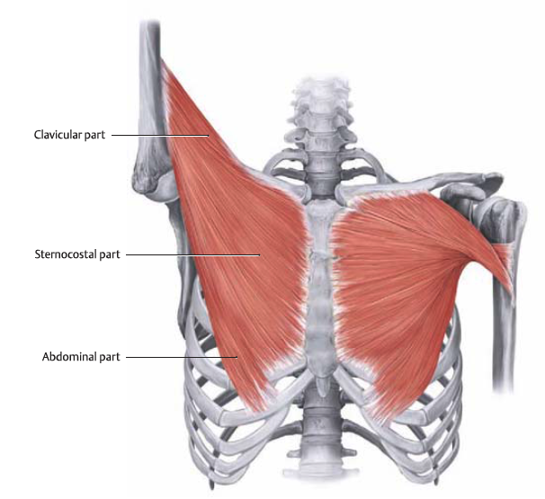 기능선(functional line) - 전방기능선과 후방기능선 - 해부학 연결선과 부정렬 - 치료적 맞춤운동, 비타미네, 영성 연구소