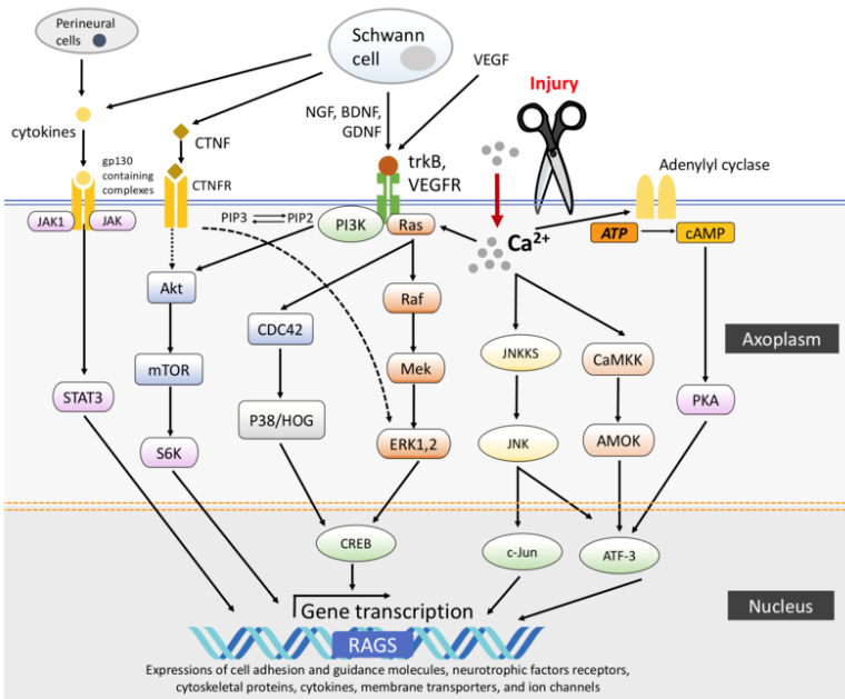 Re: nerve injury - neuropraxia, axonotmesis, neurotmesis - 치료 도구 및 테크닉 ...