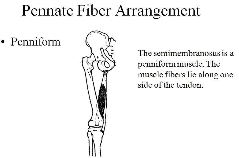 Muscle Mechanics. 대박자료 - 근육생리와 역학 - 치료적 맞춤운동, 비타미네, 영성 연구소
