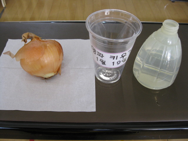 양파 키우기양파싹 기르기양파 수경재배양파싹 틔우기 ┏한결농장 공개┓ 한결어린이집