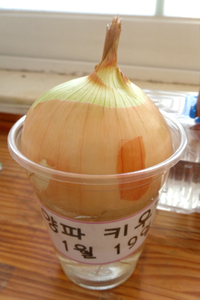 양파 키우기양파싹 기르기양파 수경재배양파싹 틔우기 ┏한결농장 공개┓ 한결어린이집