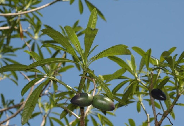 화식조 자두 (Cassowary Plum) - 사진/그림 - 다정한 사람들의 공간