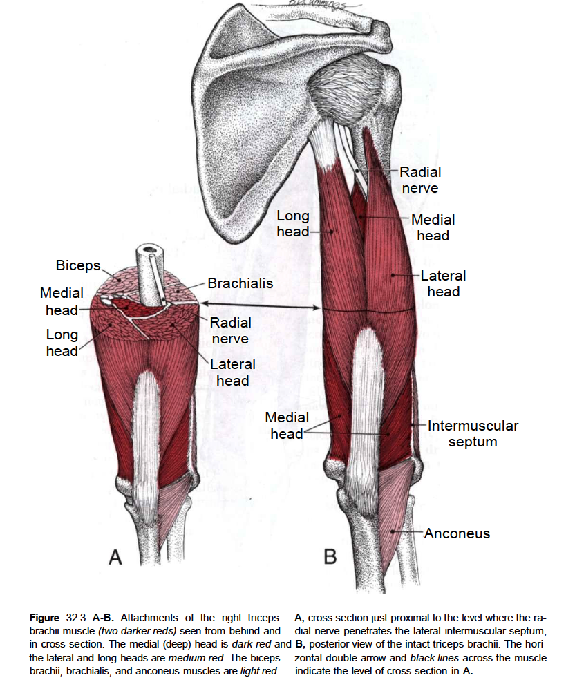 상완 삼두근(triceps brachii) - 모든 근육과 TrP탐구 - 치료적 맞춤운동, 비타미네, 영성 연구소