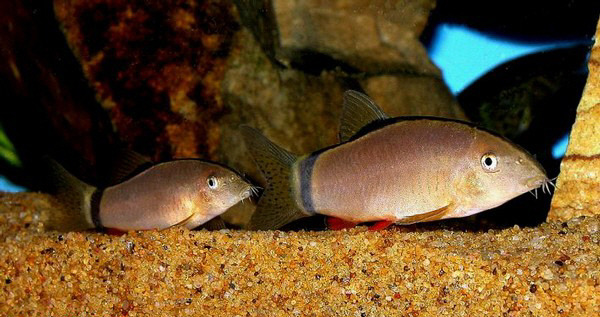 스컹크 보티아 (Skunk botia) - 사랑방 열대어 가이드 - 강물처럼..구름처럼..물생활 사랑방