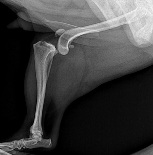 TPLO /cTWO /CBLO/Anti-rotation 전십자인대 파열/단열수술 - ─… [병원소개] - 청주 안과 골절 정성환 ...