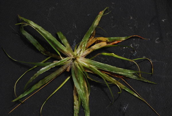 브릭샤 자포니카 (Blyxa japonica) - 사랑방 수초 가이드 - 강물처럼..구름처럼..물생활 사랑방