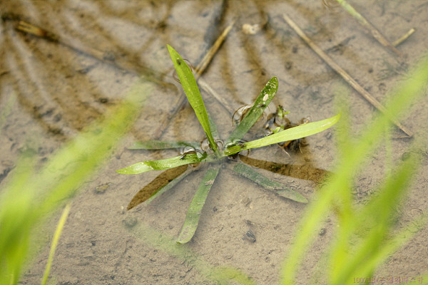 브릭샤 자포니카 (Blyxa japonica) - 사랑방 수초 가이드 - 강물처럼..구름처럼..물생활 사랑방