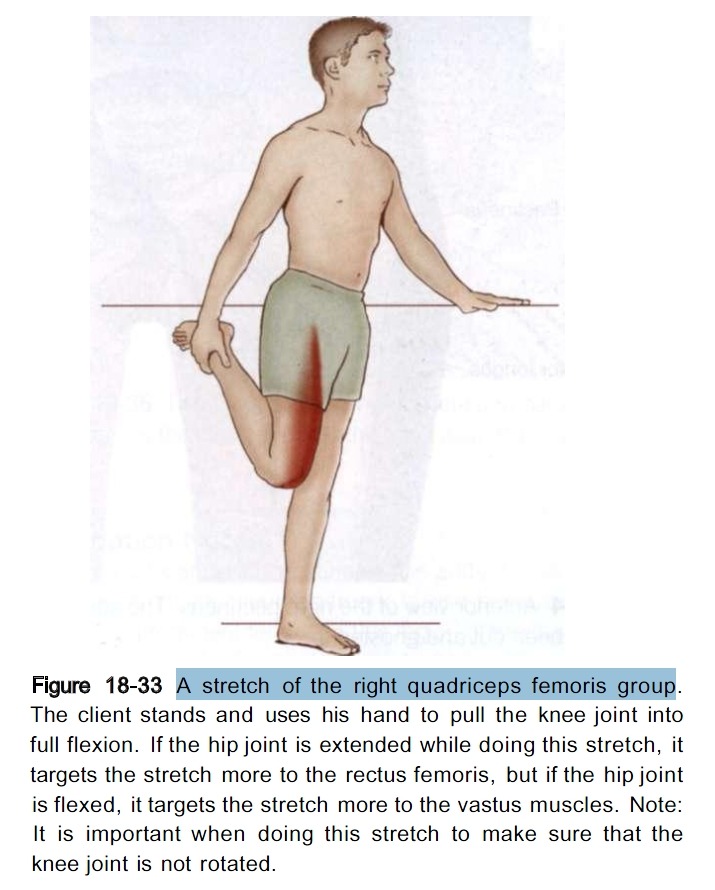 무릎 근육과 뼈의 촉진 매뉴얼 - knee - 치료적 맞춤운동, 비타미네, 영성 연구소