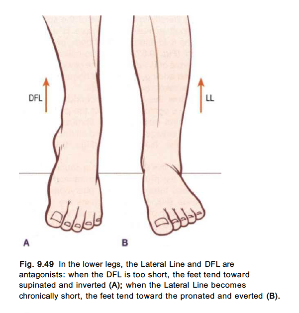 심부전방선 deep front line .. 몸통윗부분 - 해부학 연결선과 부정렬 - 치료적 맞춤운동, 비타미네, 영성 연구소