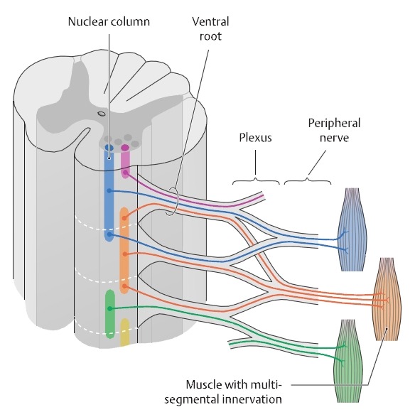신경해부학(neuroanatomy), 인체 움직임의 뿌리 학문 - 정리중 - 해부학, 생체역학 - 치료적 맞춤운동, 비타미네 ...