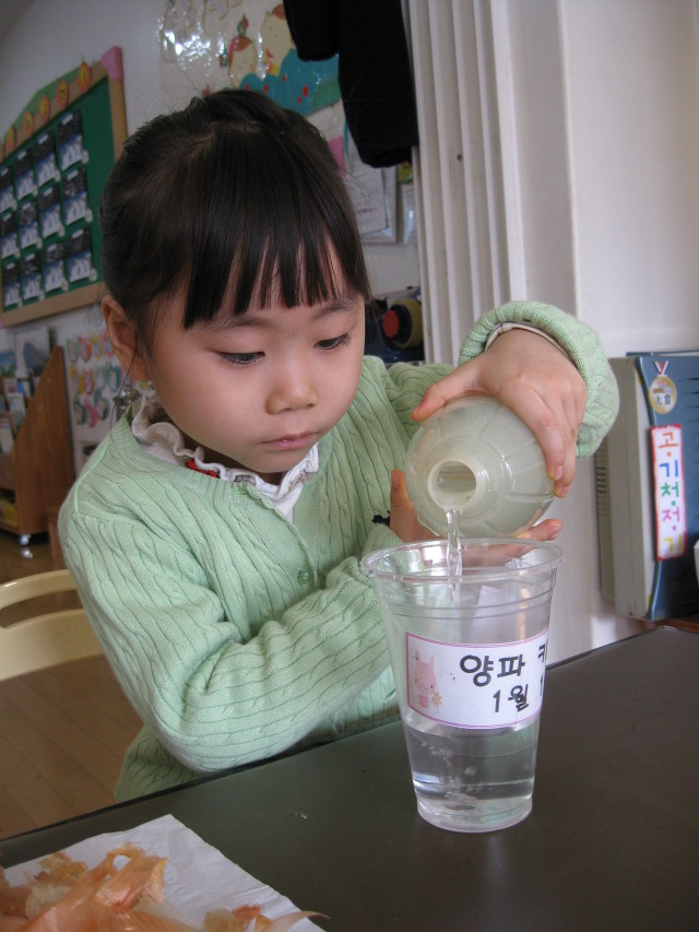 양파 키우기양파싹 기르기양파 수경재배양파싹 틔우기 ┏한결농장 공개┓ 한결어린이집