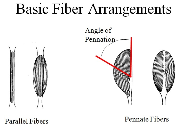 Muscle Mechanics. 대박자료 - 근육생리와 역학 - 치료적 맞춤운동, 비타미네, 영성 연구소