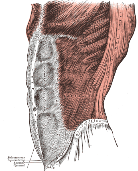 기능선(functional line) - 전방기능선과 후방기능선 - 해부학 연결선과 부정렬 - 치료적 맞춤운동, 비타미네, 영성 연구소