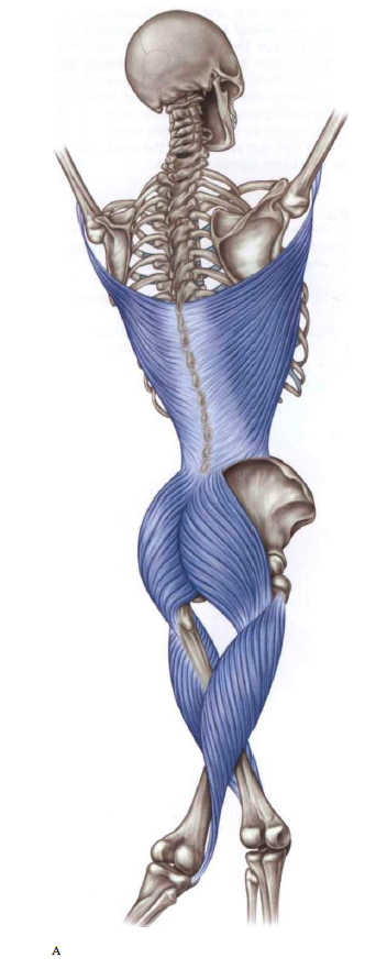 기능선(functional line) - 전방기능선과 후방기능선 - 해부학 연결선과 부정렬 - 치료적 맞춤운동, 비타미네, 영성 연구소